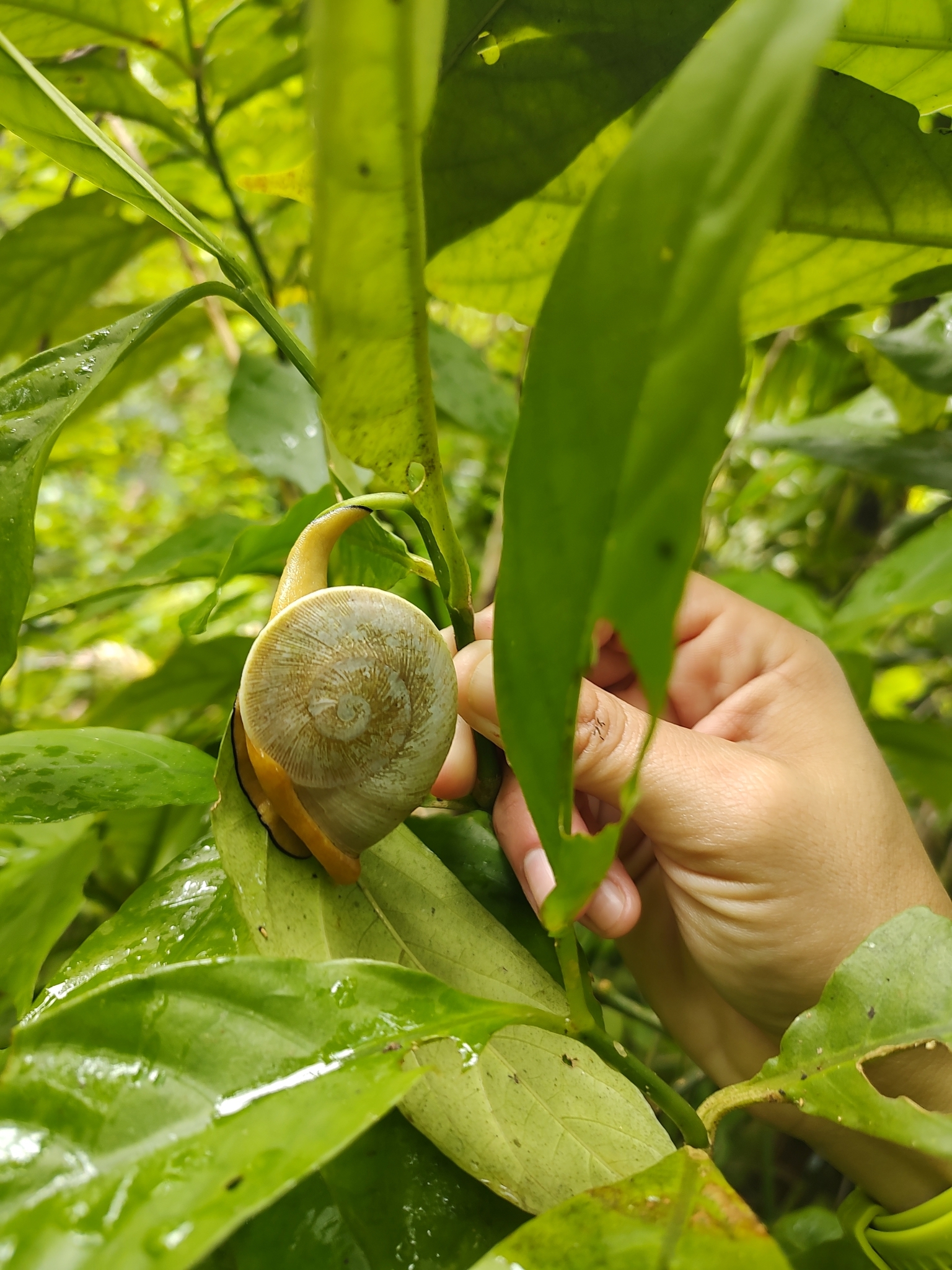 Parthena acutangula (Burrow, 1815)