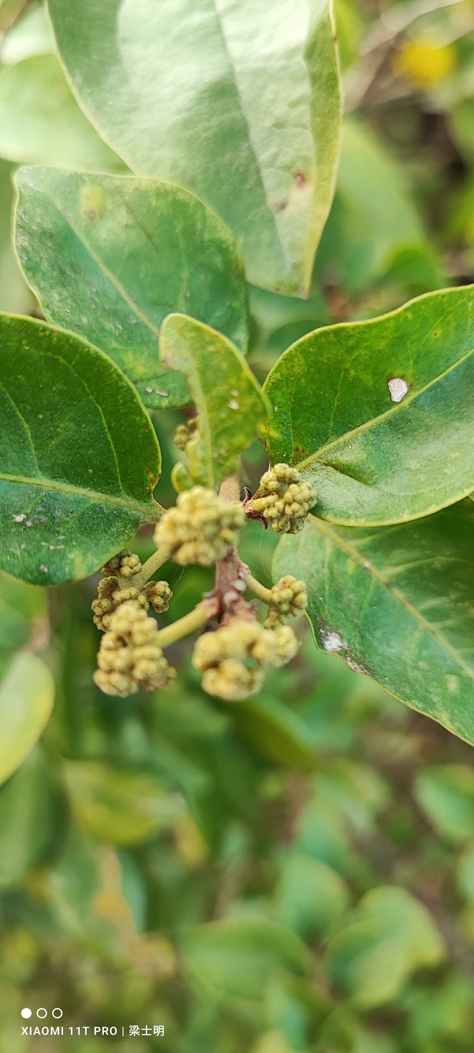 Pisonia aculeata L.