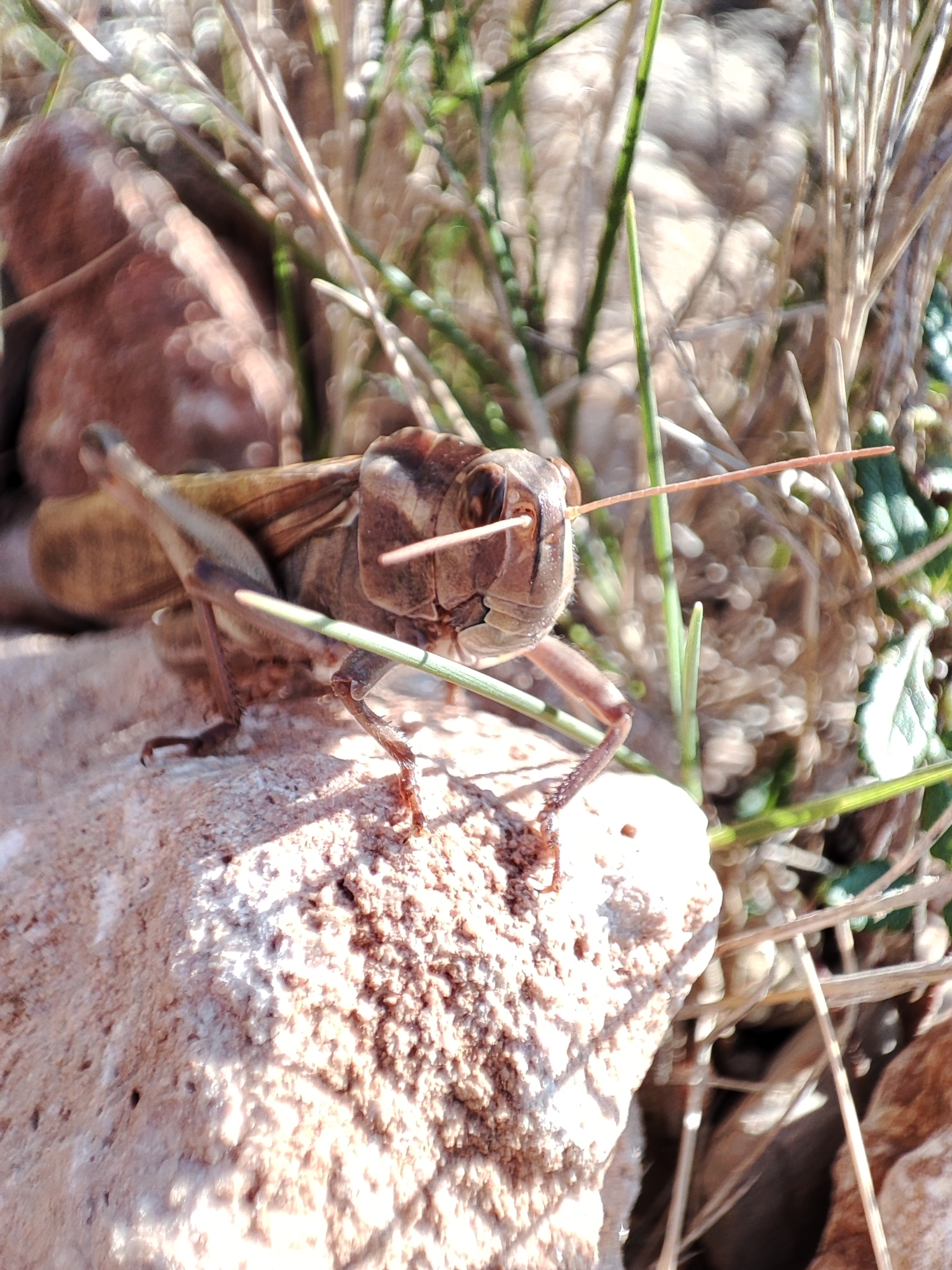 Locusta migratoria (Linnaeus, 1758)