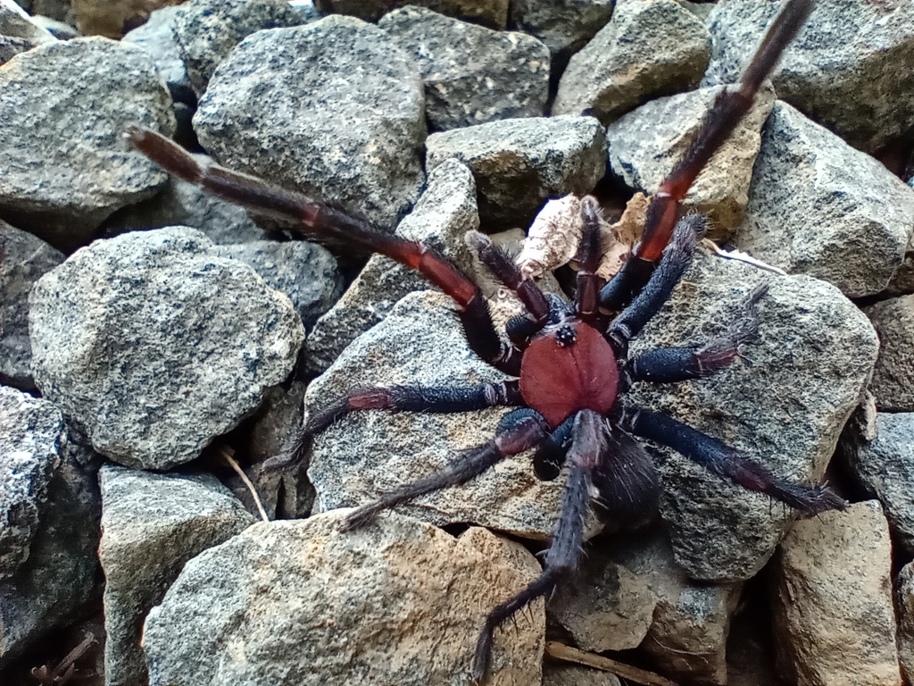 Brushfooted Trapdoor Spiders from Cali, Valle del Cauca, Colombia on ...