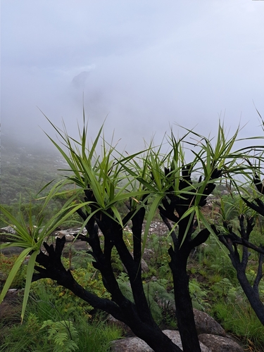 Malawi Monkeytail (Xerophyta splendens) · iNaturalist