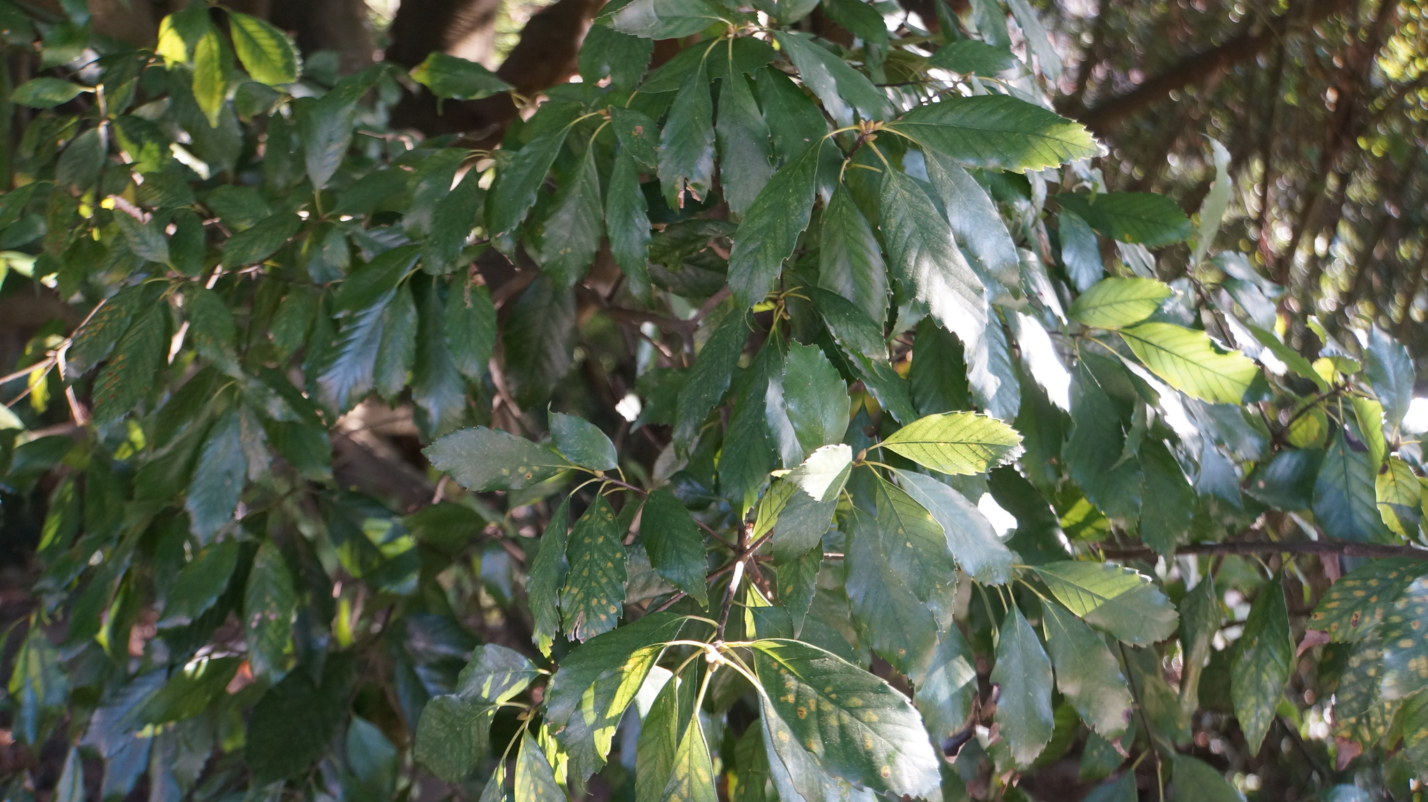 Quercus glauca Thunb.