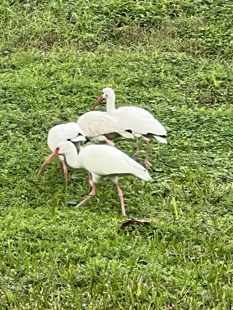 White Ibis from Port Aransas, TX, USA on January 28, 2023 at 09:08 AM ...