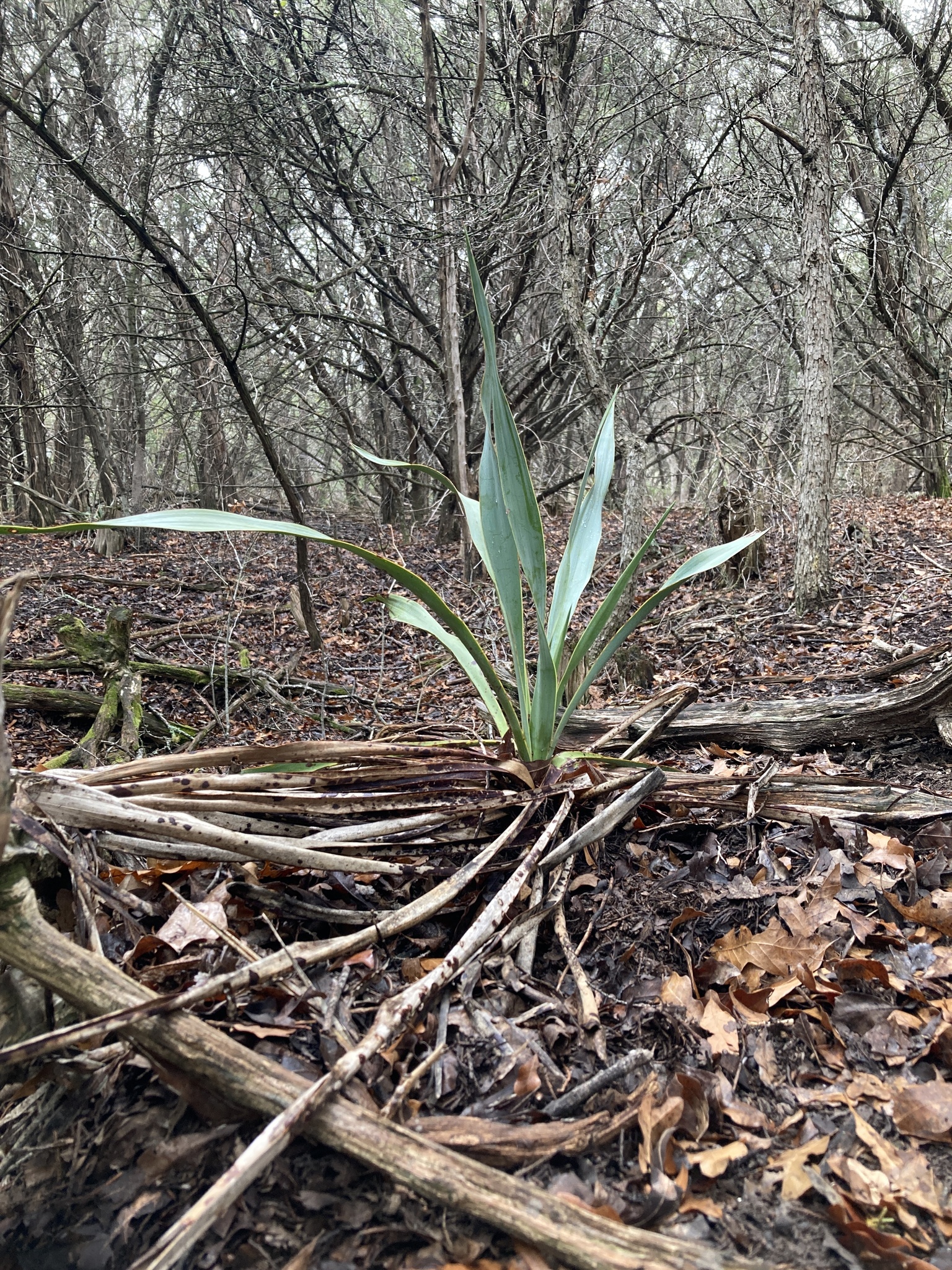 Yucca rupicola Scheele