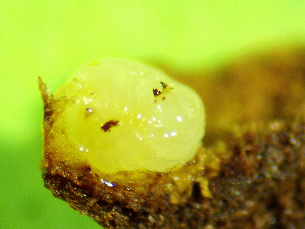 Round Bullet Gall Wasp from Newberry County, SC, USA on December 03 ...