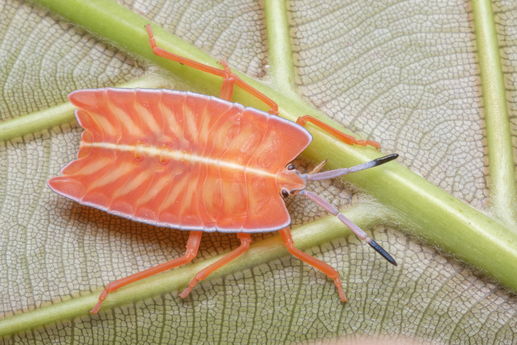 Giant Shield Bug from Yio Chu Kang, Singapore on January 29, 2023 at 09 ...