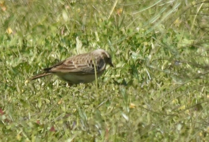 Alauda arvensis Linnaeus, 1758