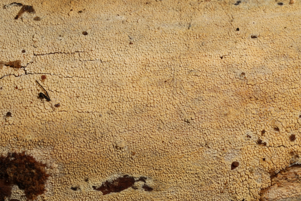 Lyomyces crustosus from 367 Kepple Rd, Sarver, PA 16055, USA on ...