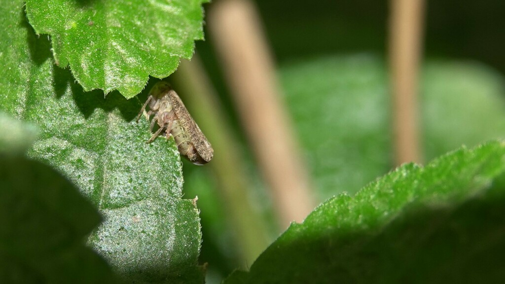 Issid Planthoppers from Malad, Reserve Bank of India Staff Quarters ...
