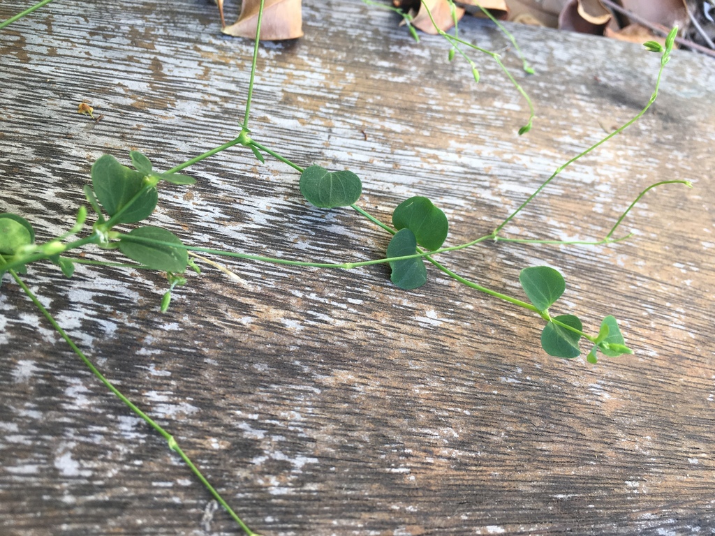 whitesnow in September 2018 by blawson. Weed of shaded lawns and ...