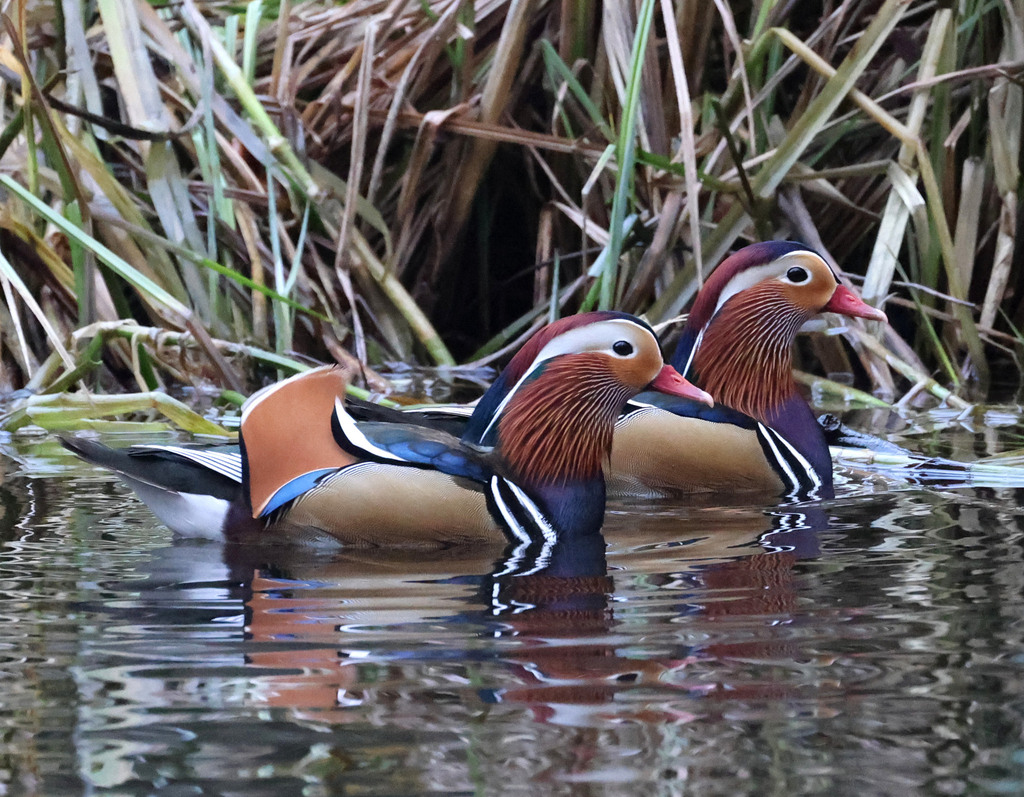 Mandarin Duck from Brede, 2800 Kongens Lyngby, Danmark on January 14 ...