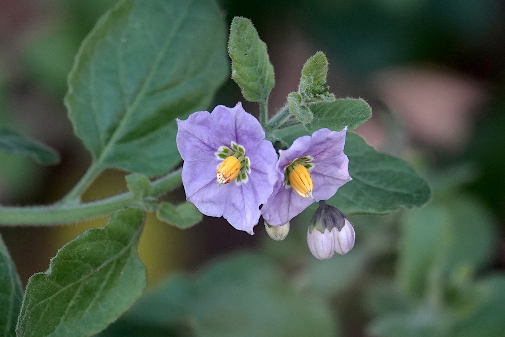 purple nightshade (Solanum xanti) - Botanical Realm