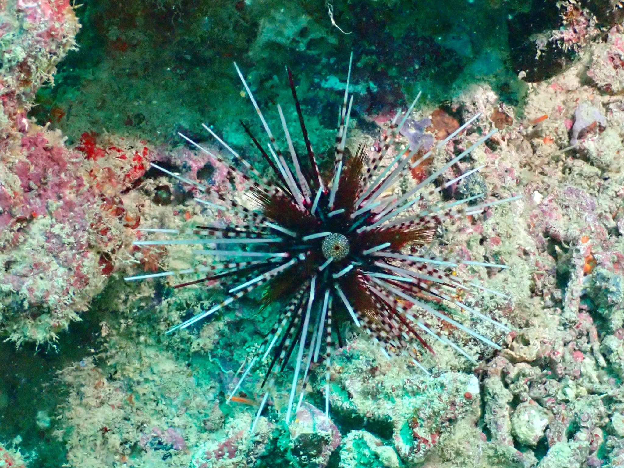 Echinothrix calamaris (Pallas, 1774)