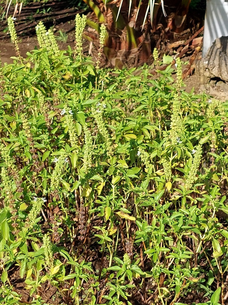 African Basil from 台灣台東縣 on January 14, 2023 at 03:53 PM by 胡正恆(Jackson ...