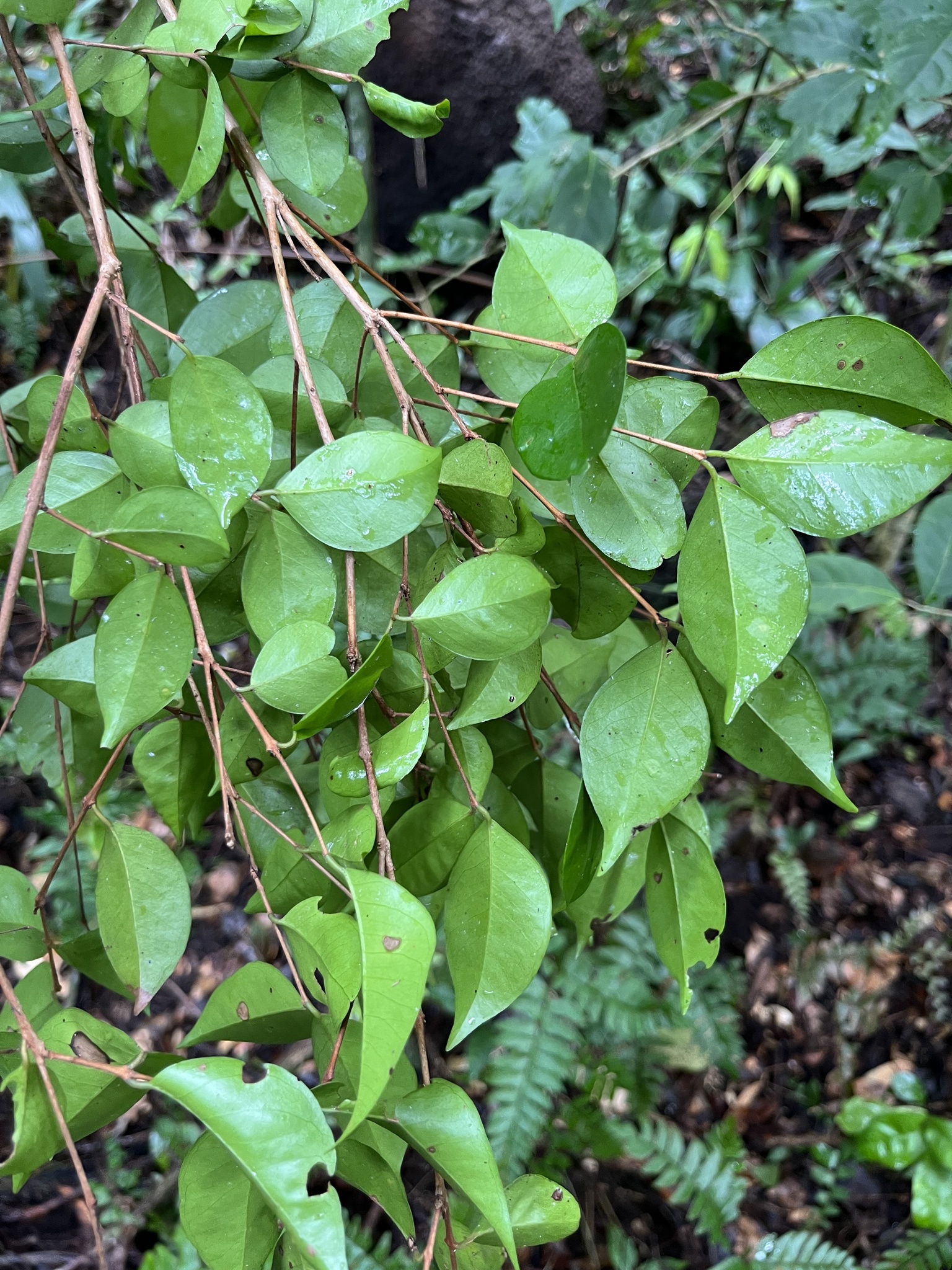 Eugenia biflora (L.) DC.