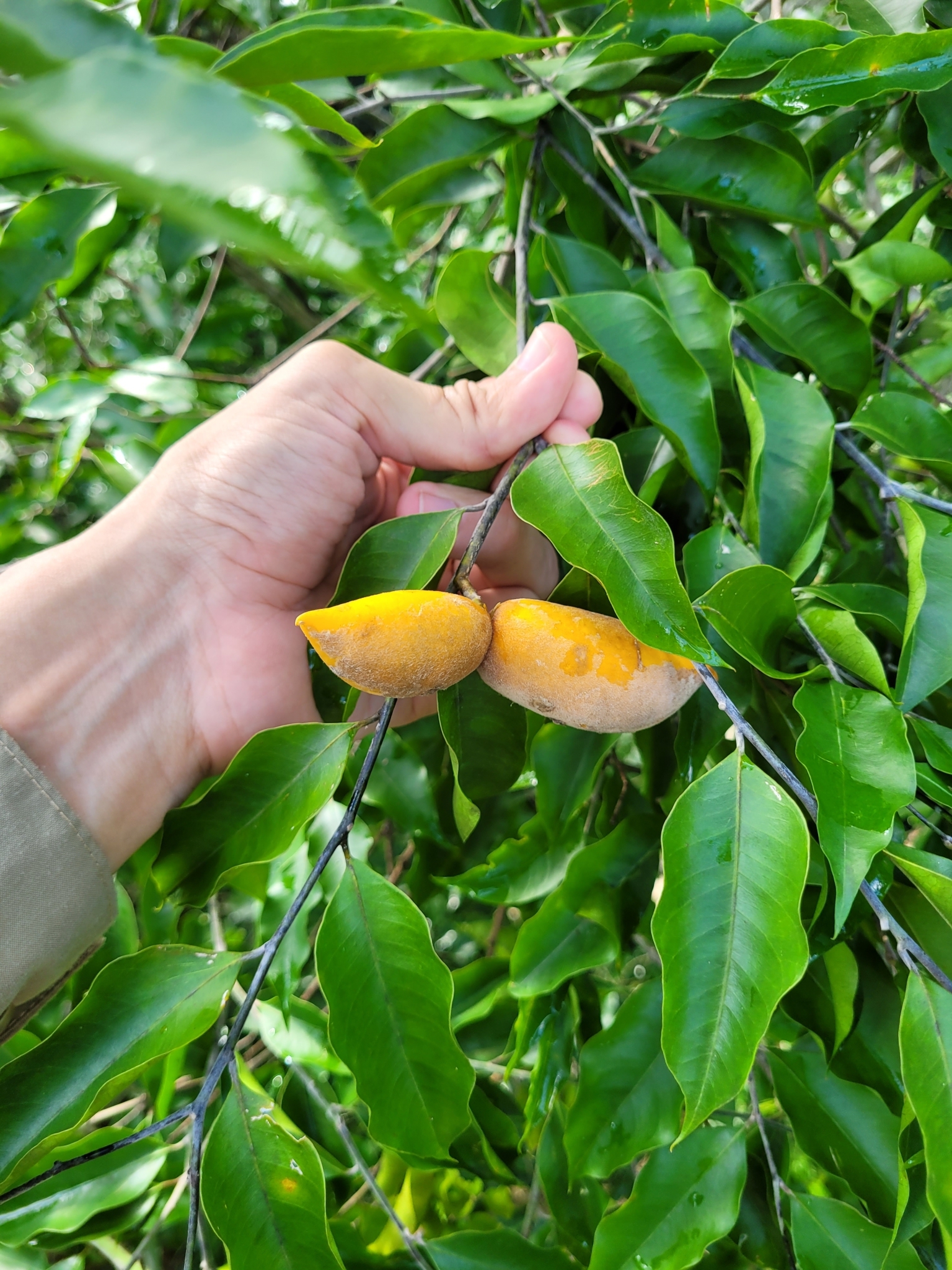 Geissospermum laeve (Vell.) Miers