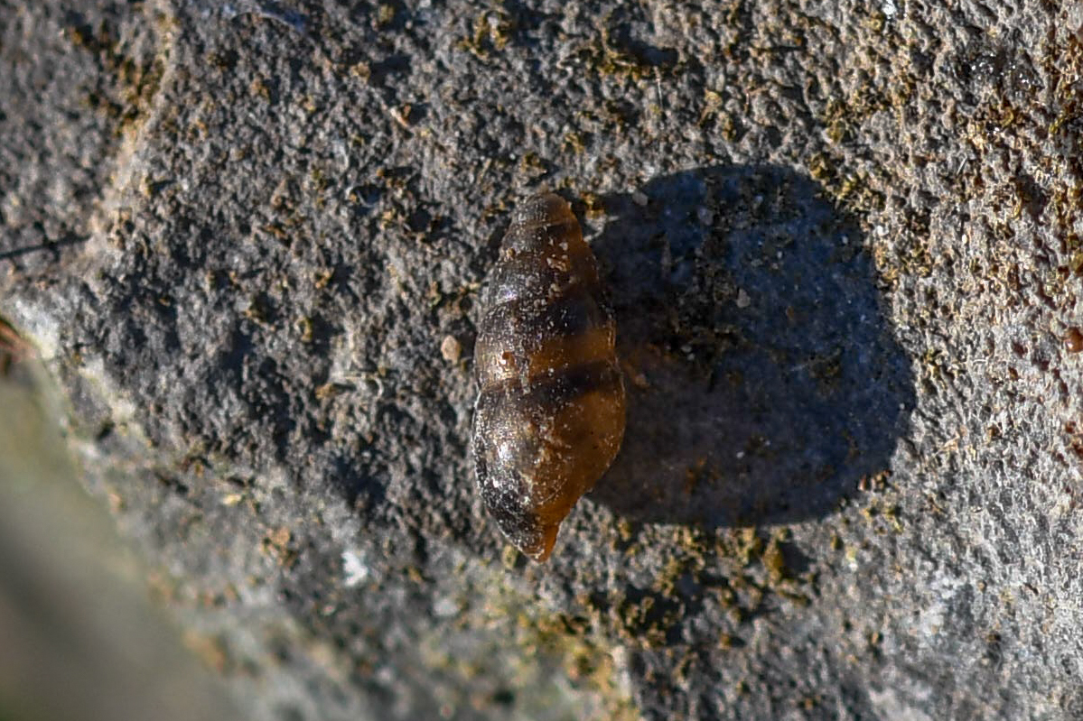 Cochlicopa A.Férussac, 1821