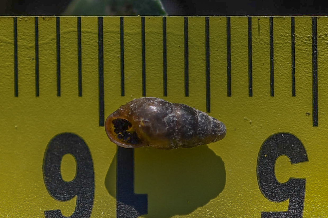 Cochlicopa A.Férussac, 1821