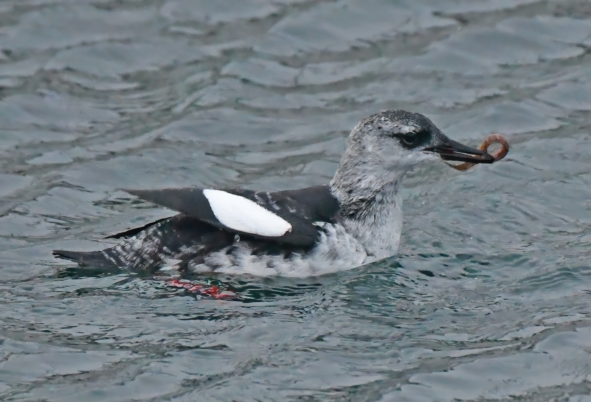 Pholis gunnellus (Linnaeus, 1758)