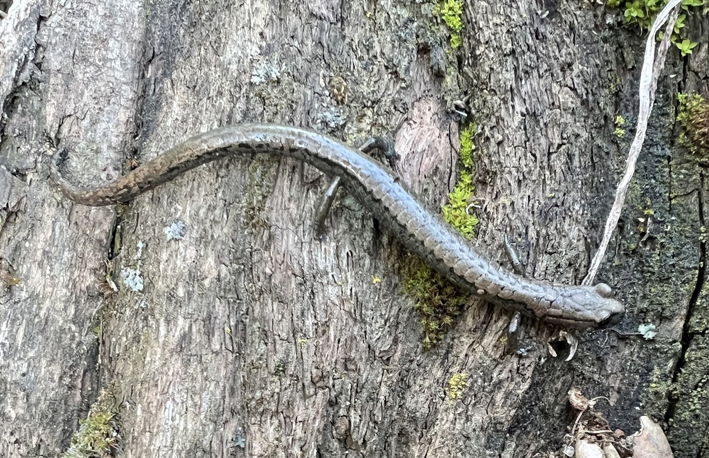 Tehachapi Slender Salamander in January 2023 by nmoorhatch. Nine ...