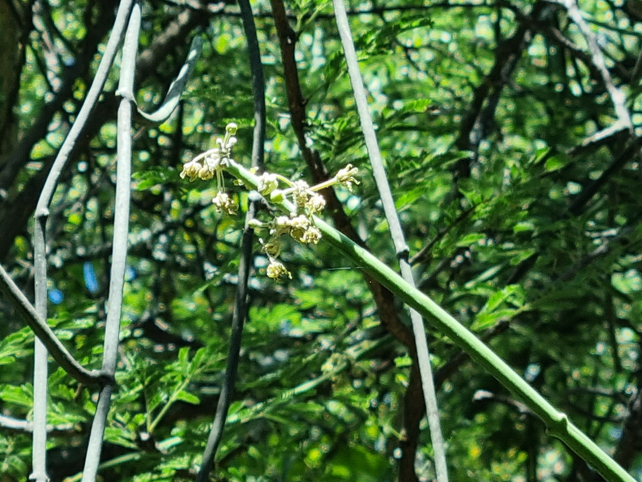 Cynanchum L.