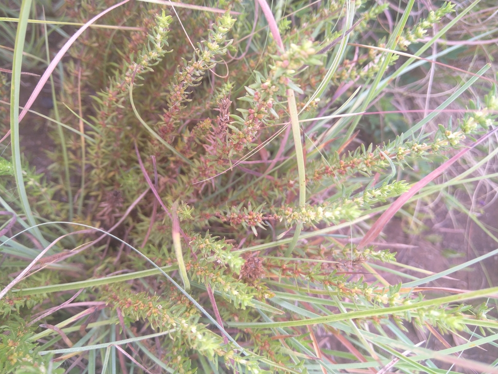 dicots from Merafong City Local Municipality, South Africa on January ...