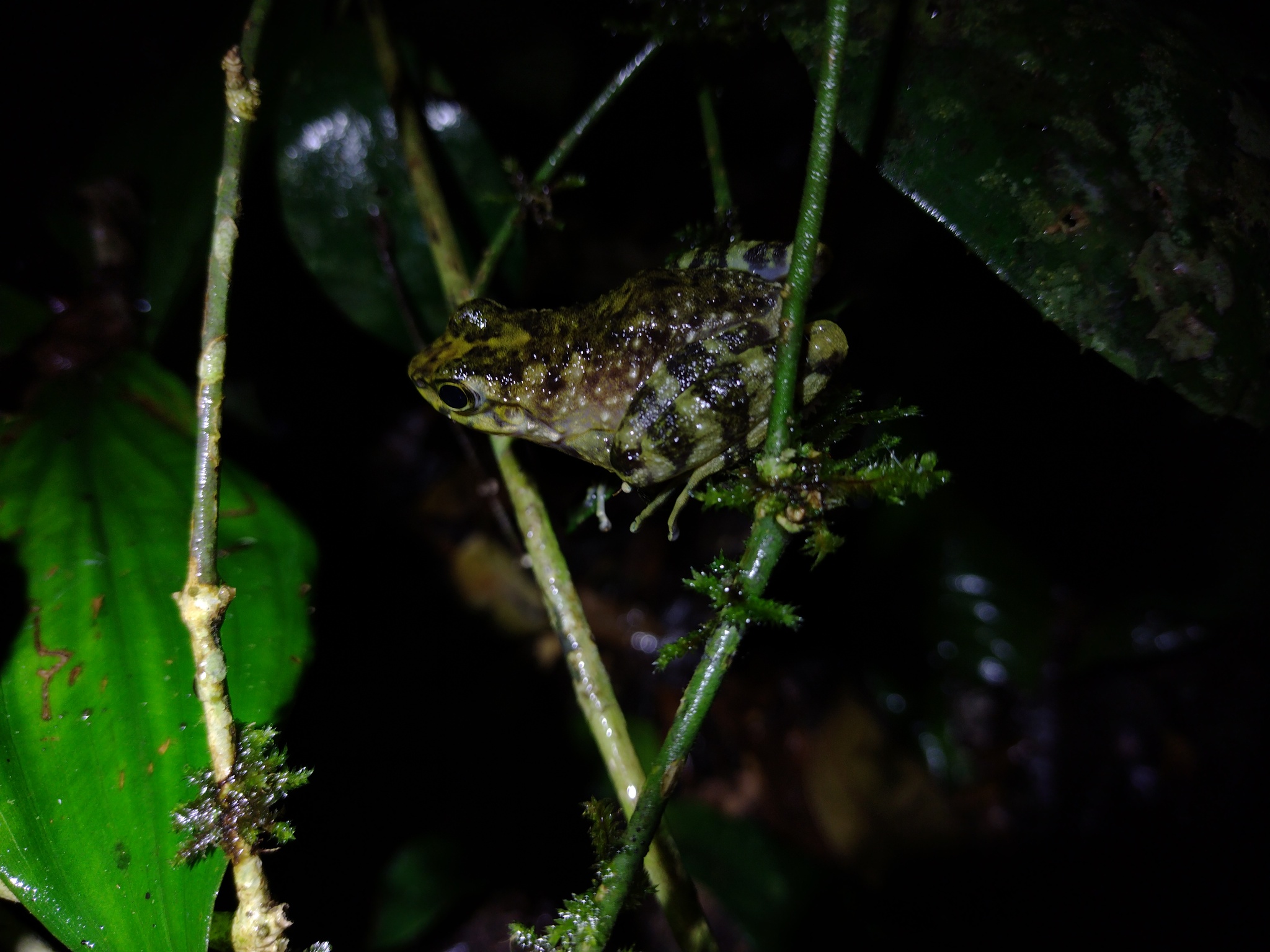 Hylodes asper (Müller, 1924)