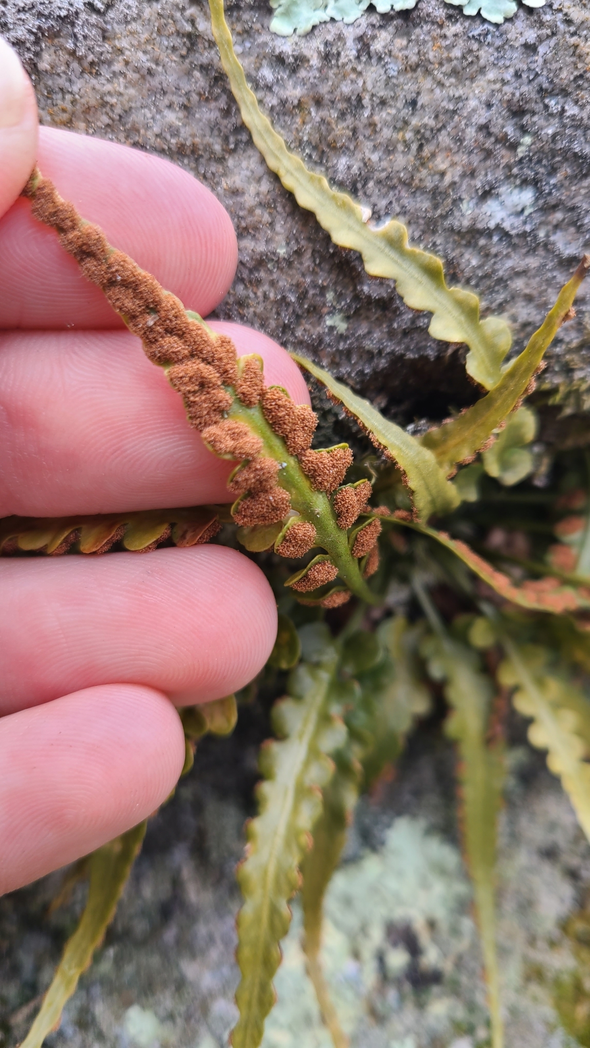 Asplenium pinnatifidum Nutt.