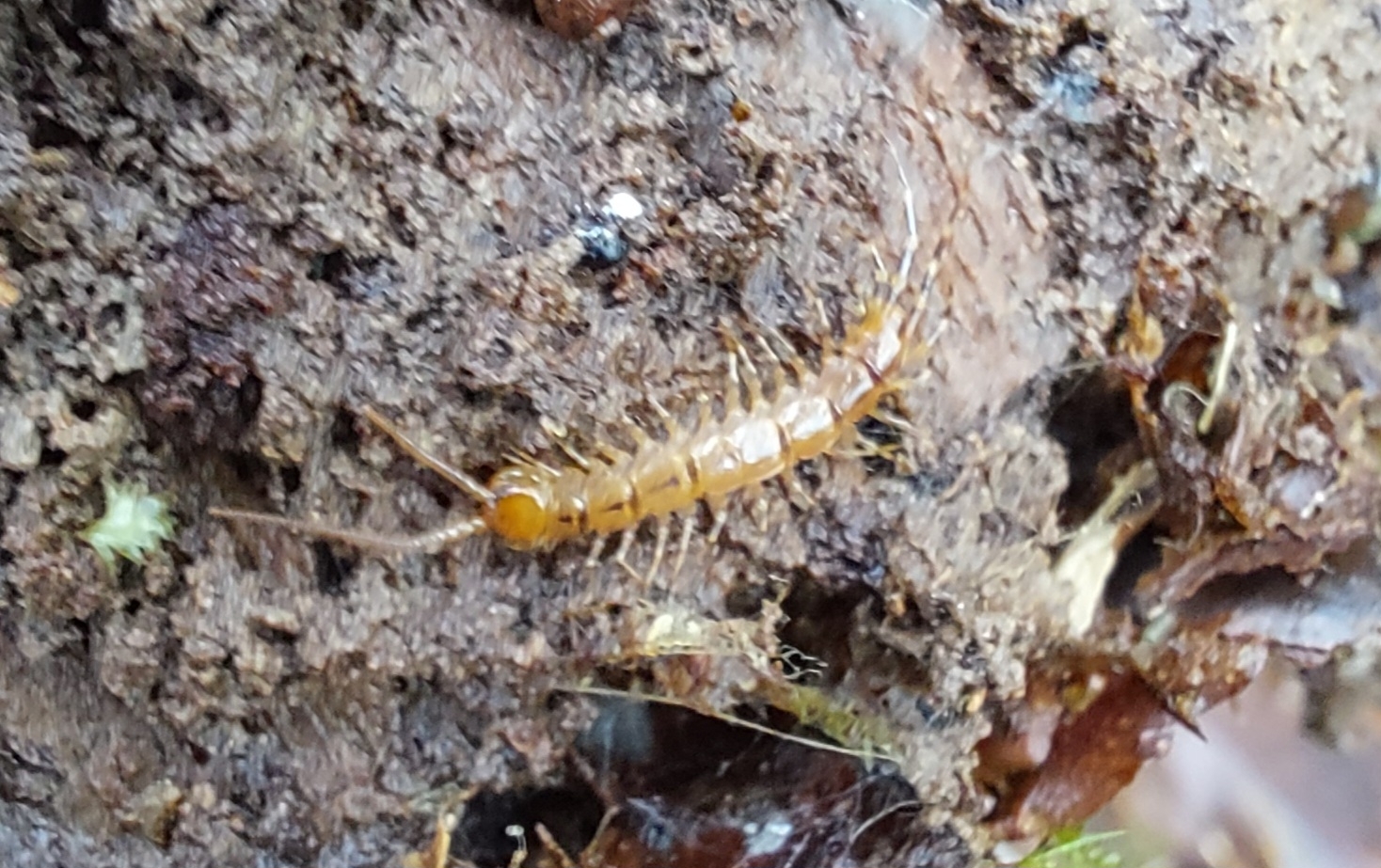 Lithobius variegatus Leach, 1814