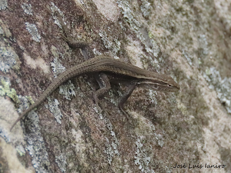 Tandilia Lizard in January 2023 by jlianiro · iNaturalist