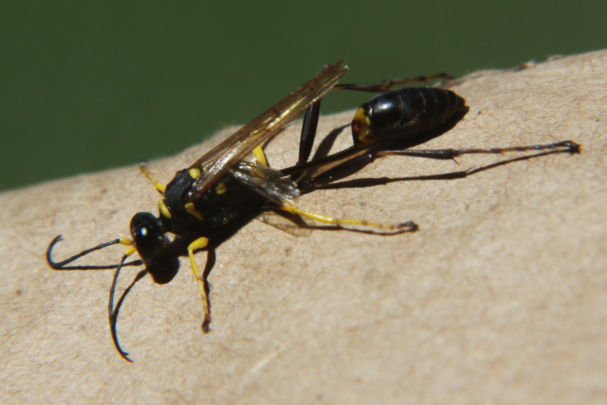 Sceliphron asiaticum (Linnaeus, 1758)