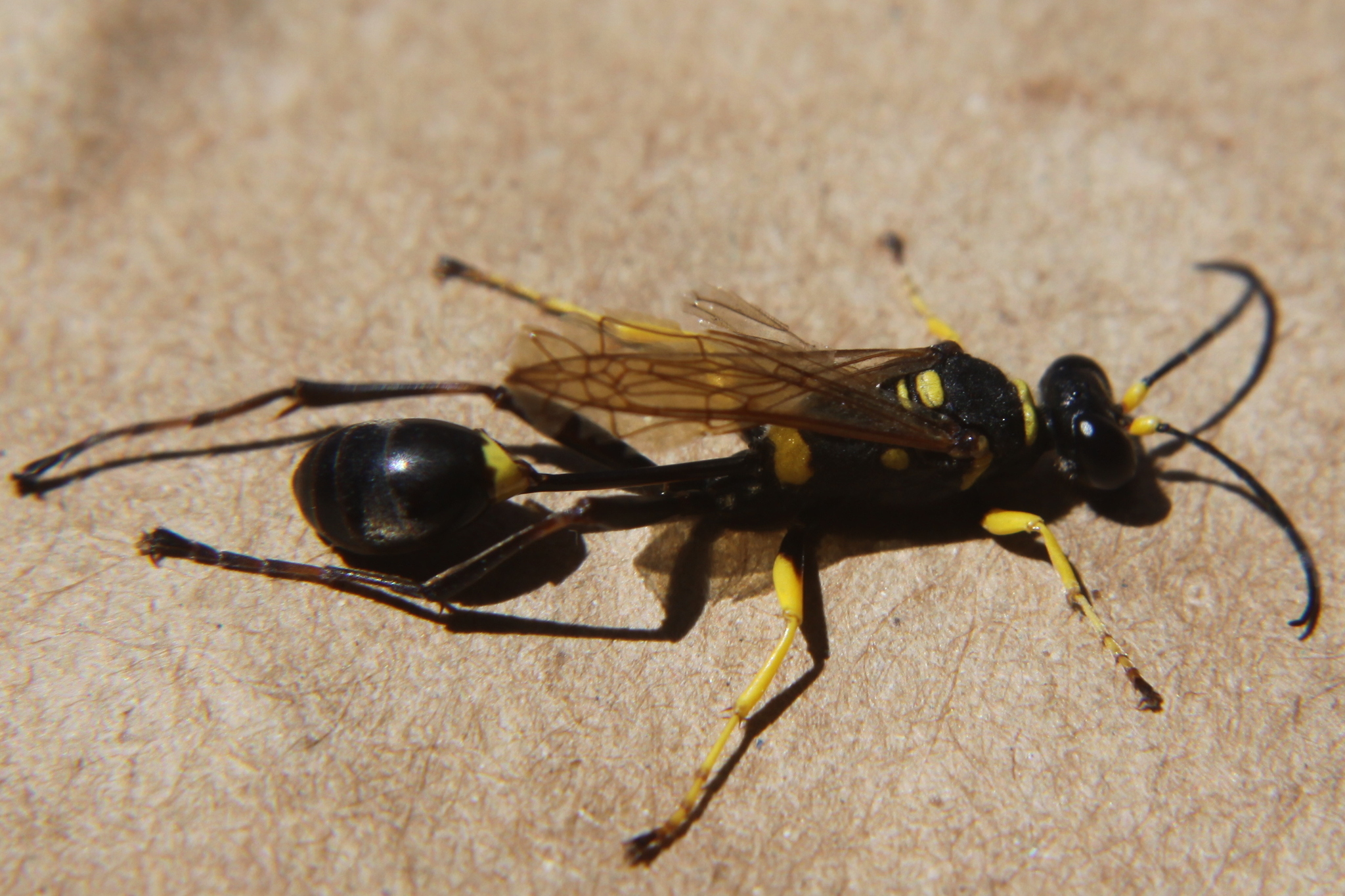 Sceliphron asiaticum (Linnaeus, 1758)