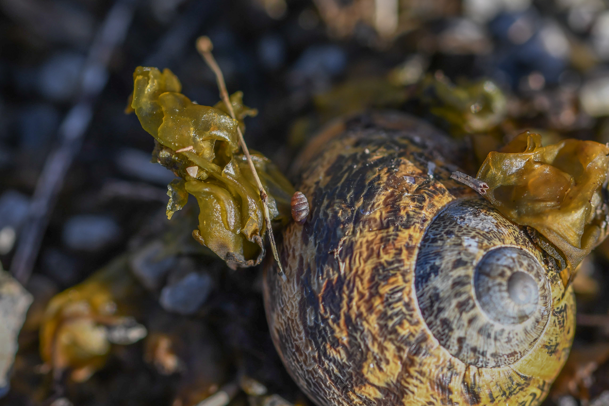 Pupilla muscorum (Linnaeus, 1758)