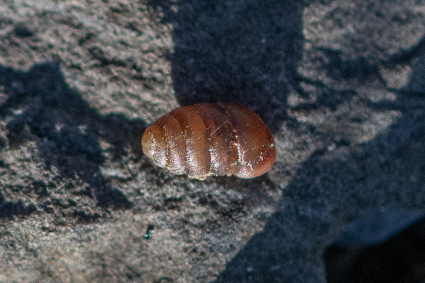 Pupilla muscorum (Linnaeus, 1758)