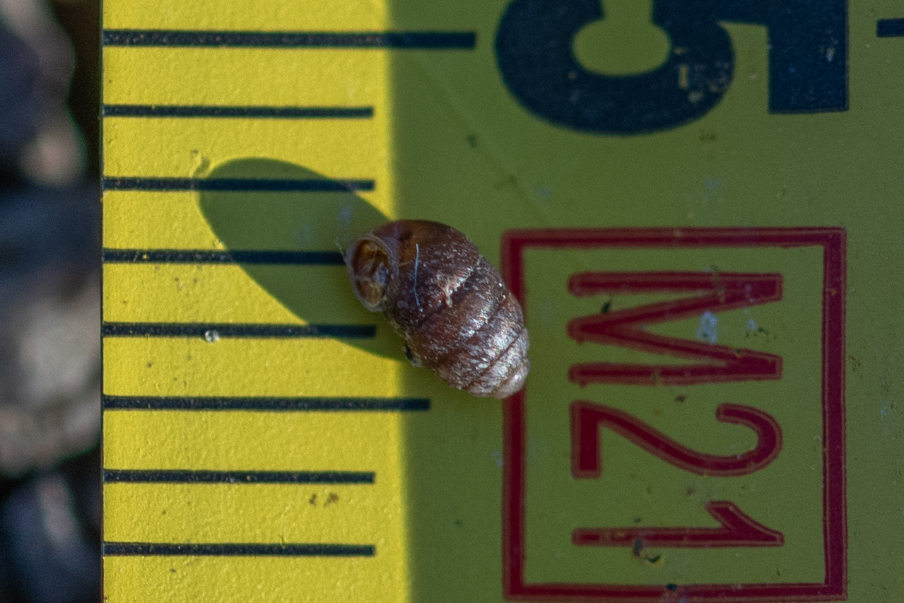 Pupilla muscorum (Linnaeus, 1758)