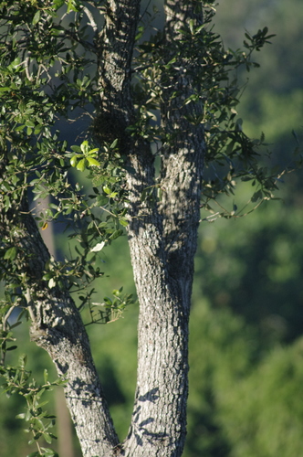 Cuban Oak (Quercus sagraeana) · iNaturalist