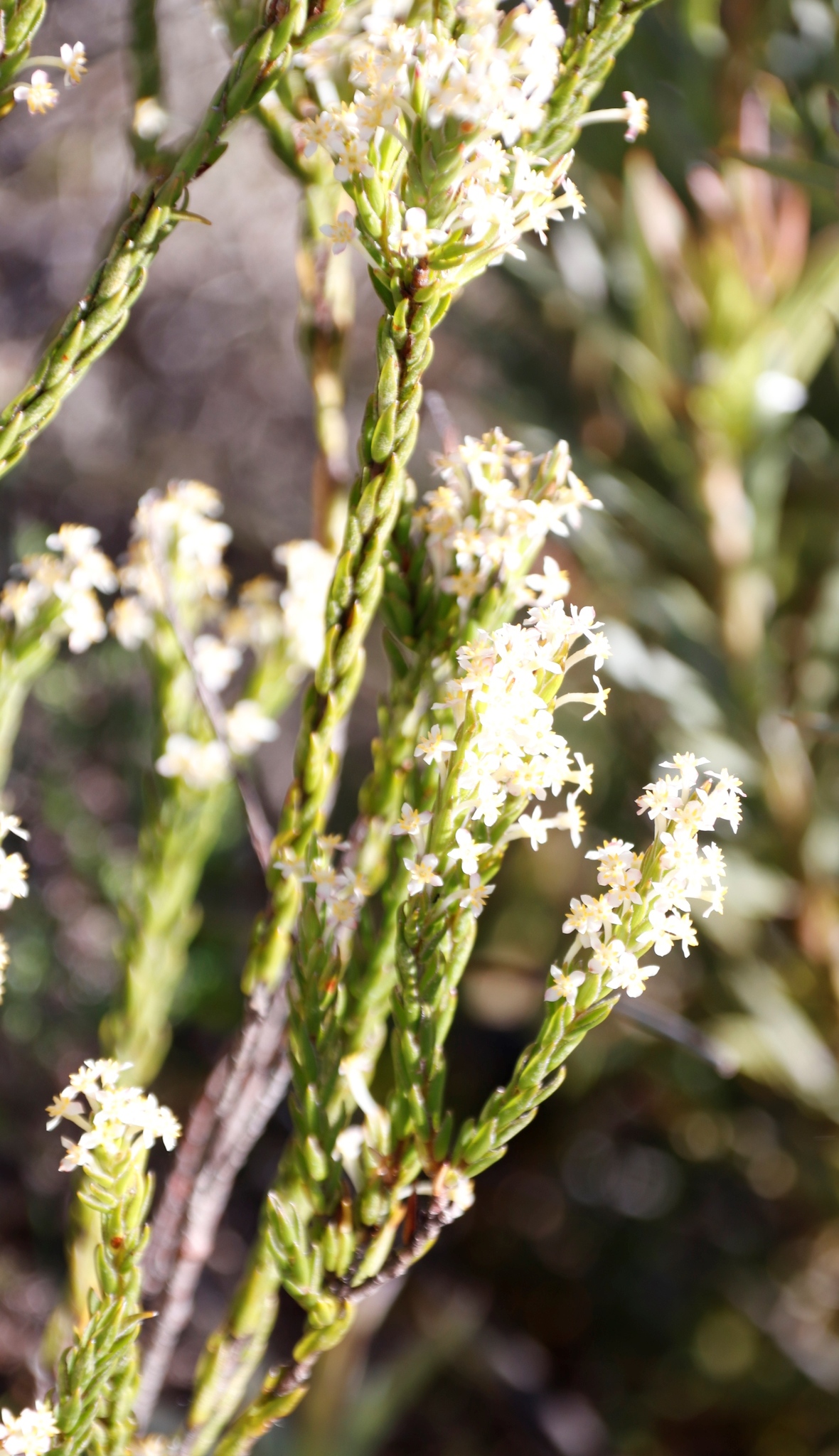 Struthiola ciliata (L.) Lam.
