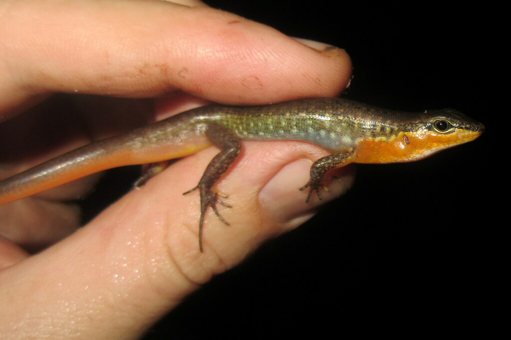 Spotted Forest Skink from 8QGQ+RW7, Sreemangal - Bhanugach Rd ...