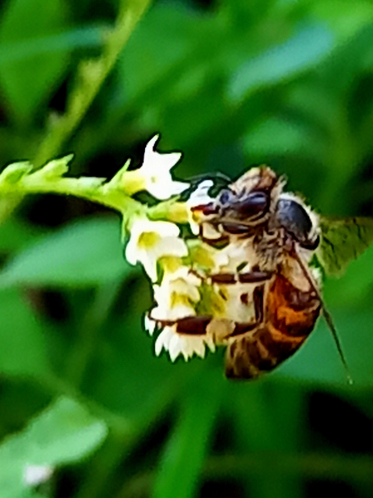 Western Honey Bee from Supe, Tartagal, Salta, Argentina on January 29 ...