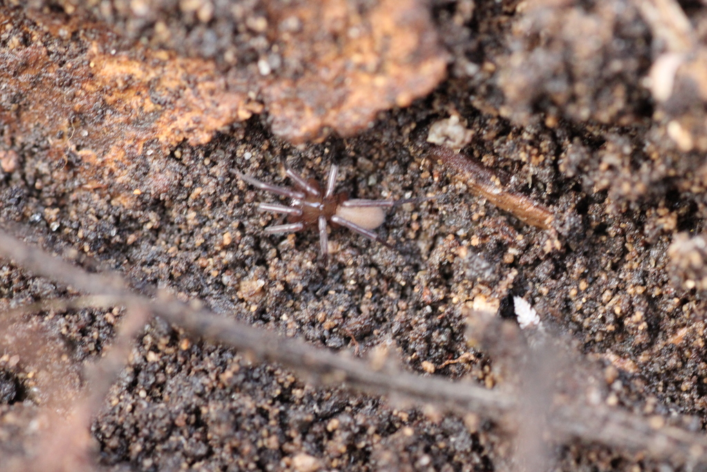 Pallid Funnel-web Spider from Toledo, OH, USA on January 29, 2023 at 02 ...