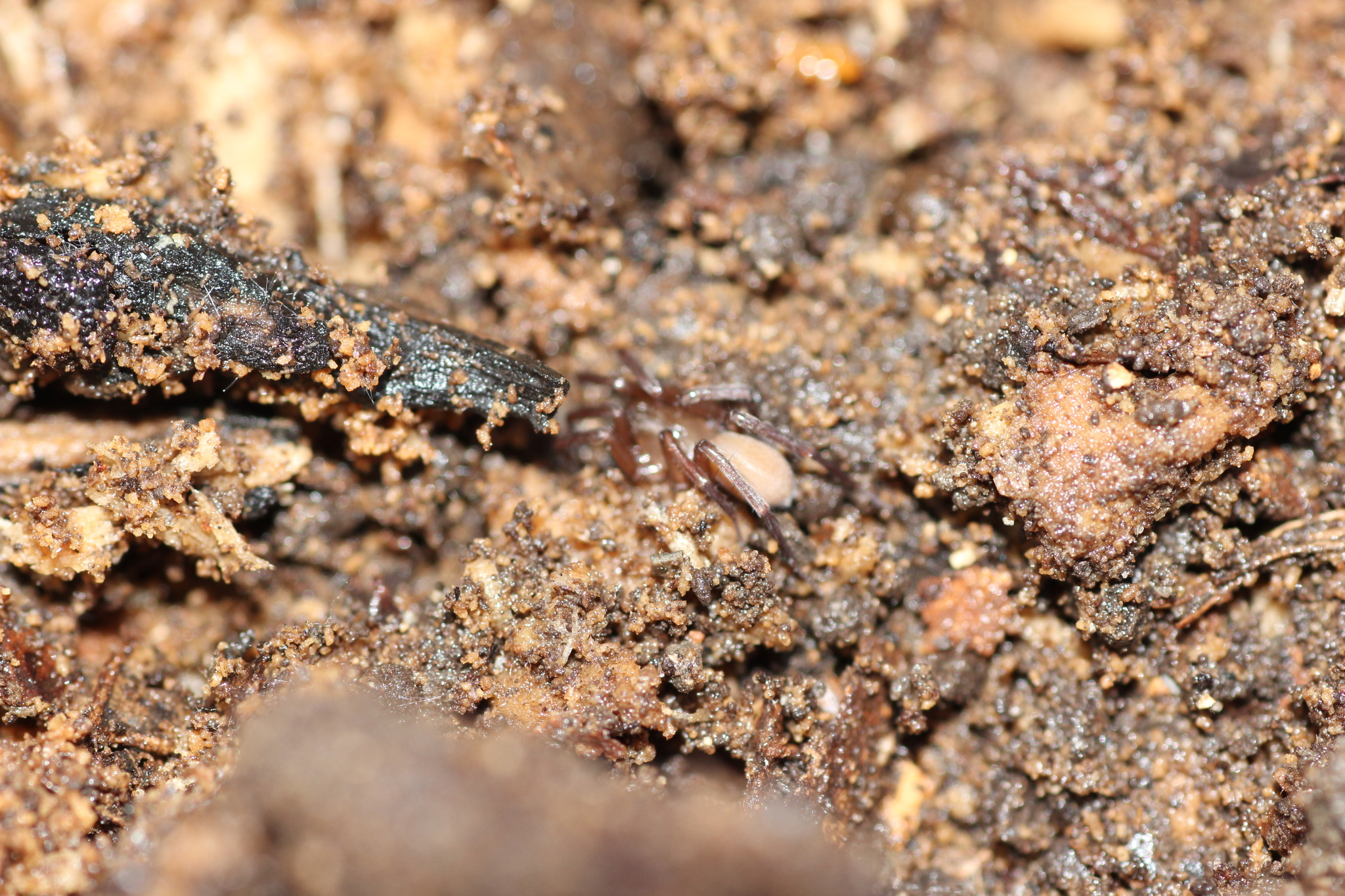 Cicurina Menge, 1871