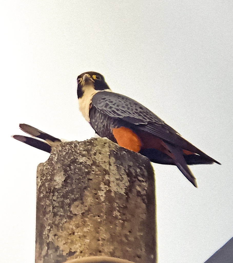 Bat Falcon from Córdoba, Ver., México on January 28, 2023 at 09:07 AM ...