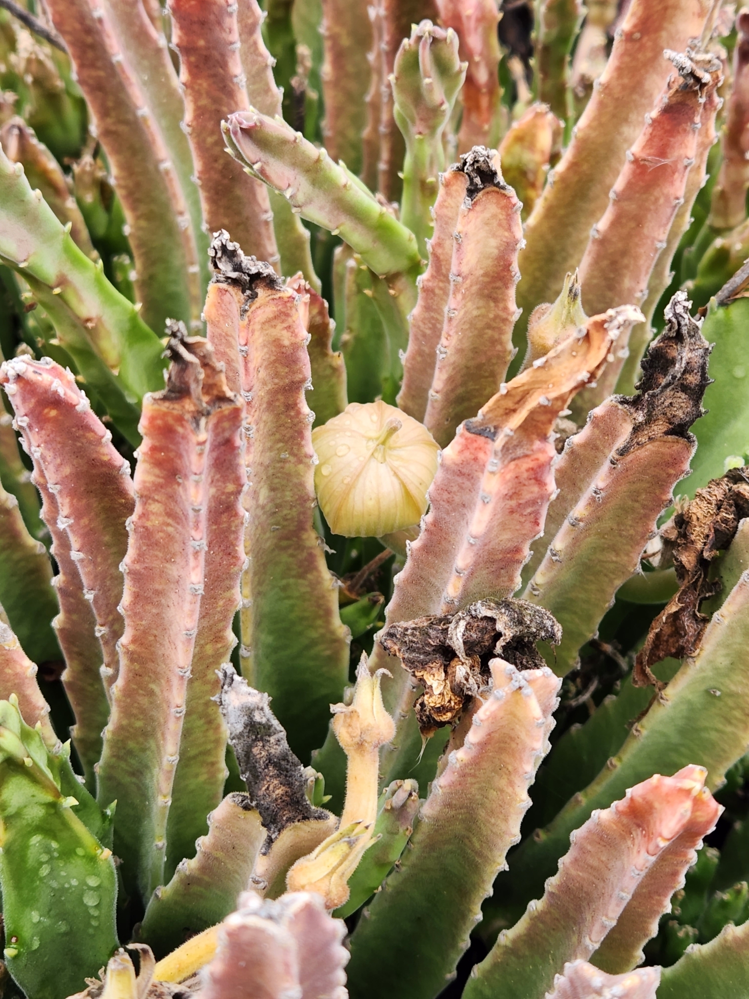 Ceropegia gigantea (N.E.Br.) Bruyns