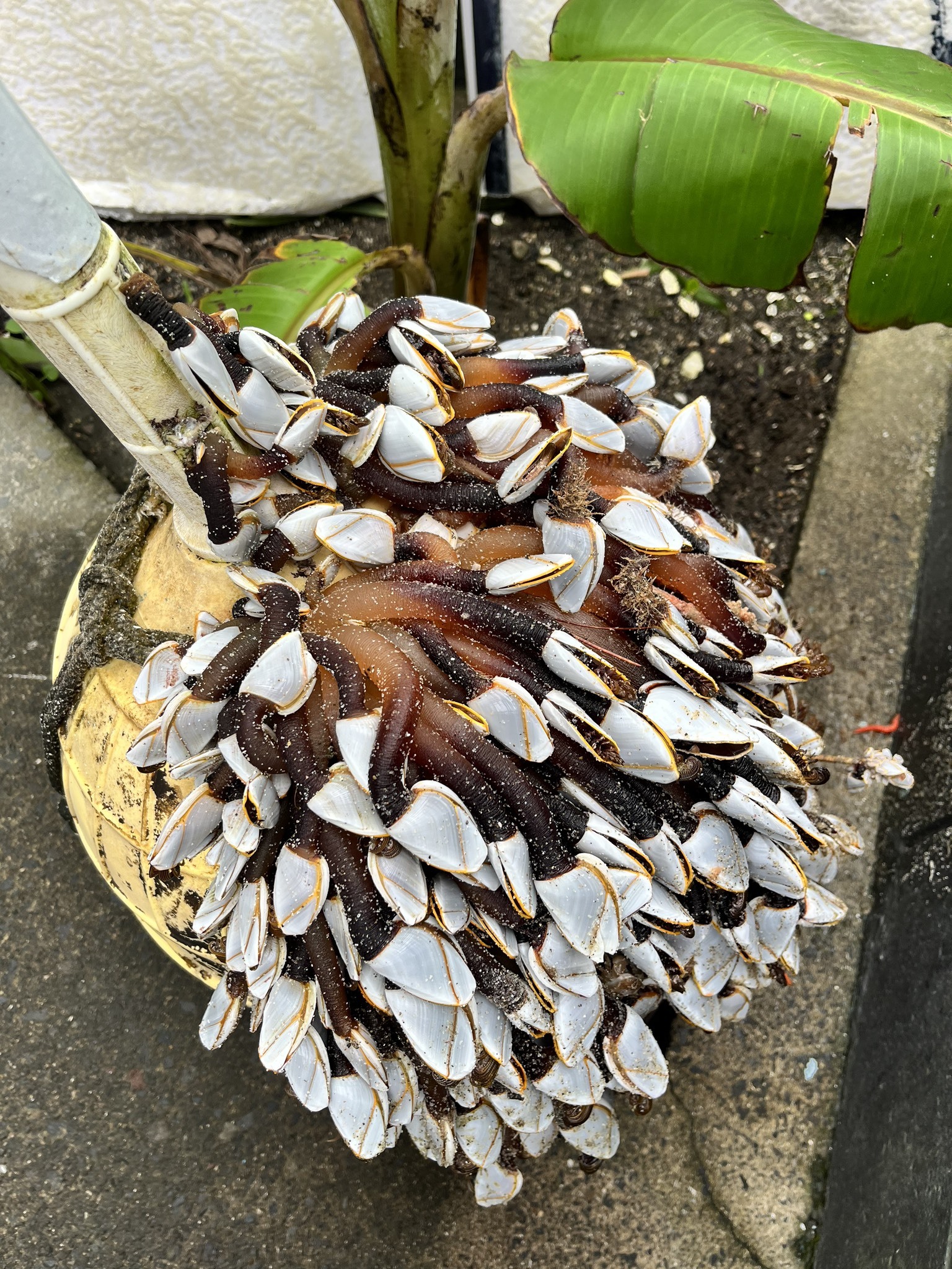 Lepas Linnaeus, 1758