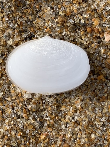 Lea's Spoon Clam (Bivalves of the United States Pt.1) · iNaturalist