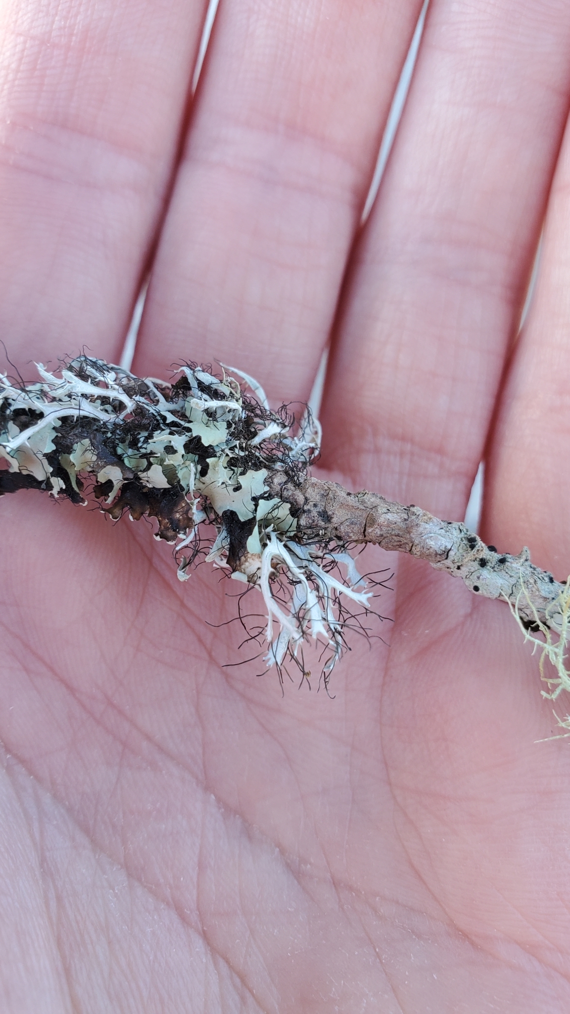 Leucodermia leucomelos (L.) Kalb