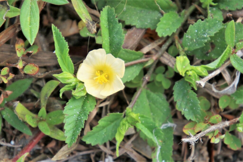 Common Fanpetals from East Naples, Naples, FL, USA on December 09, 2021 ...