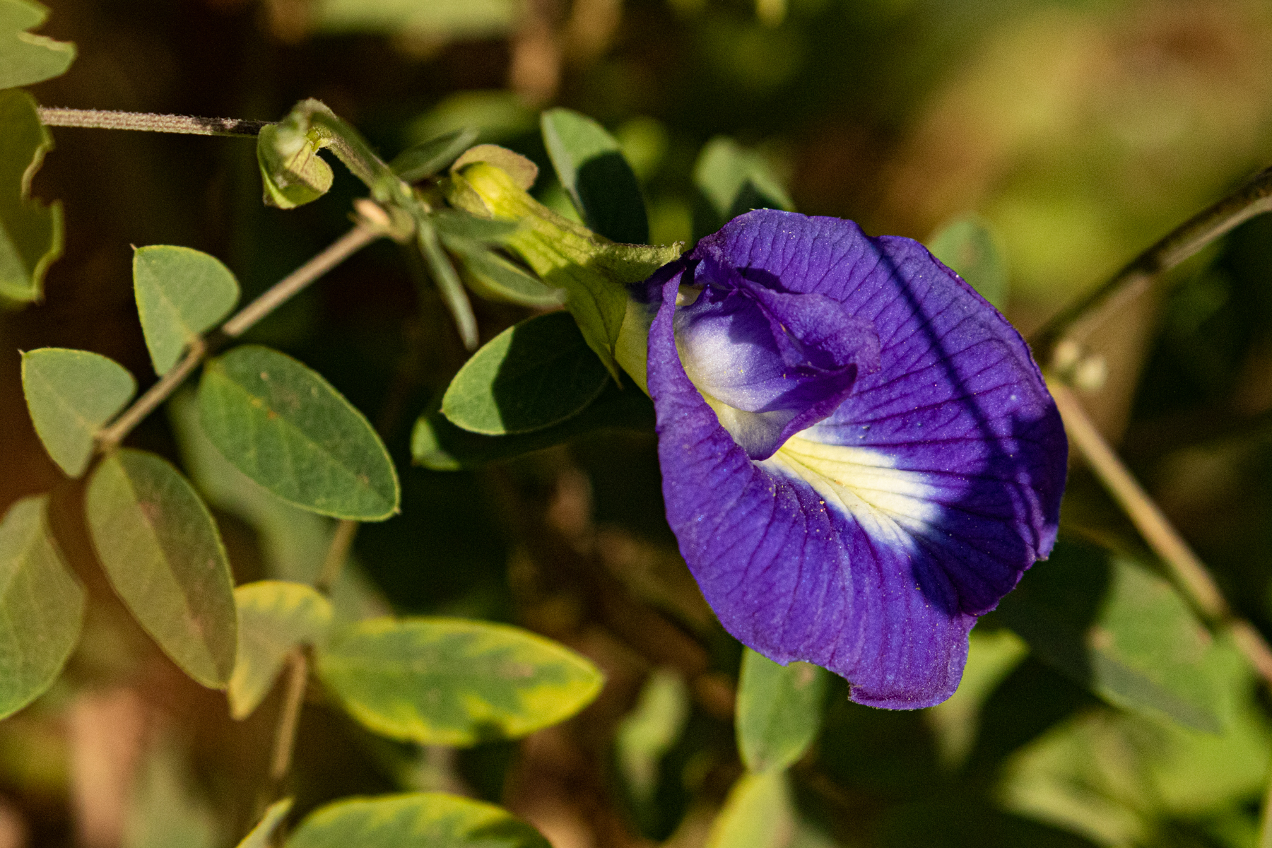 Clitoria L.