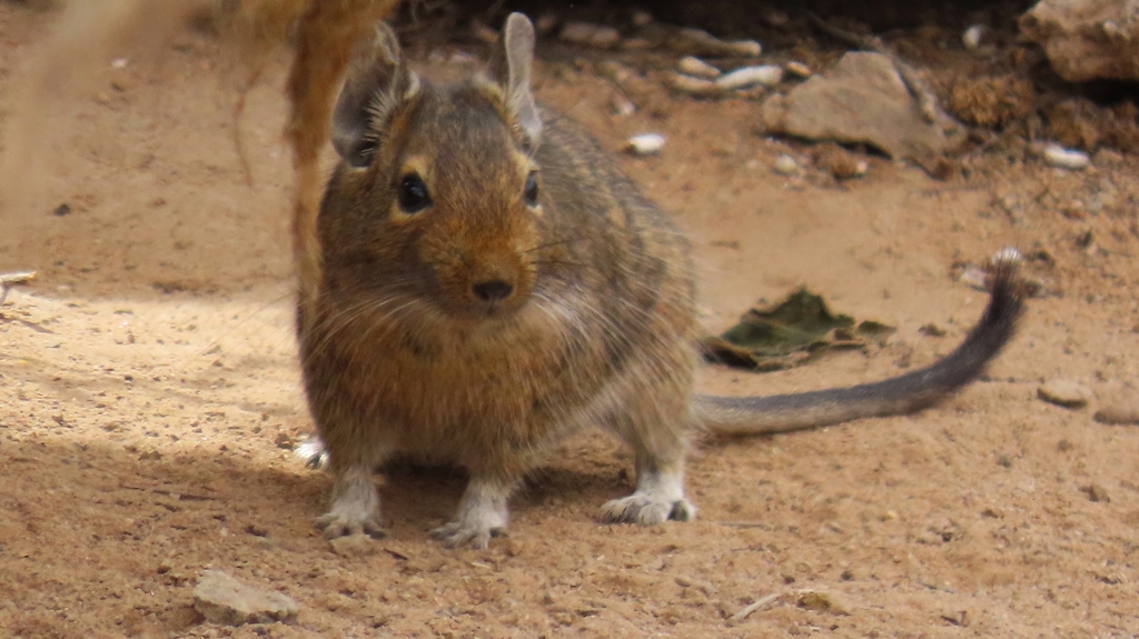 Octodonts and Degus (Octodontidae) - Know Your Mammals