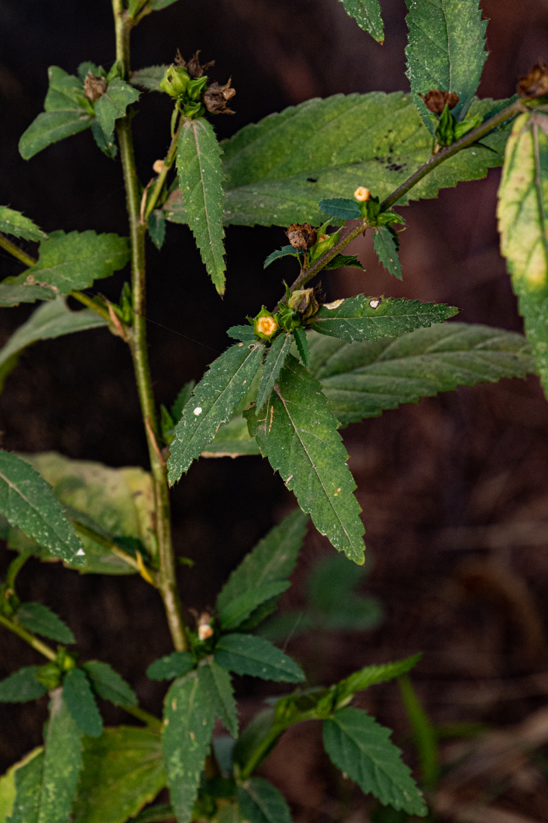 Sida acuta Burm.fil.